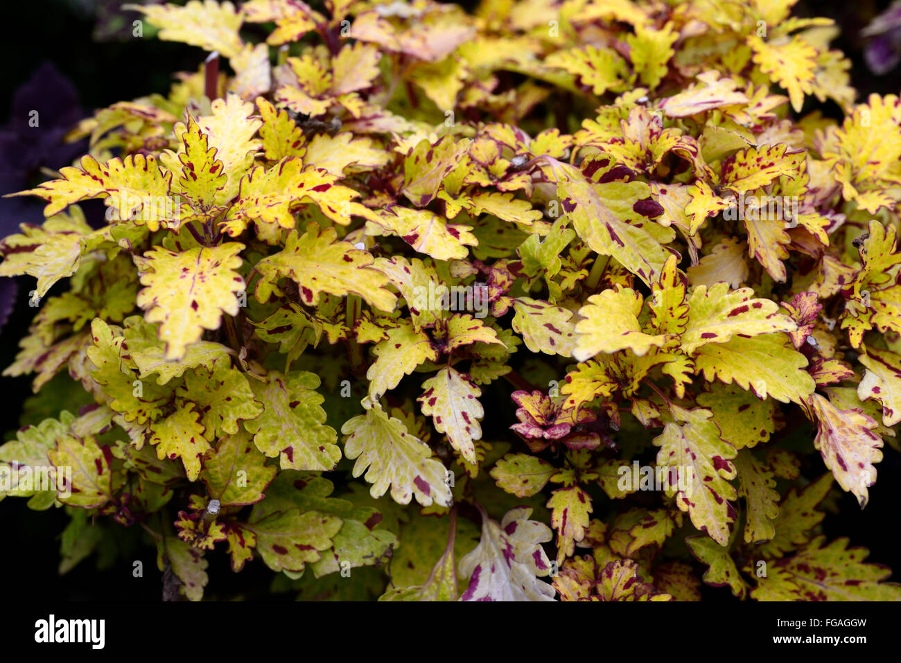 Coleus Pineapple yellow purple Coleus blumei Solenostemon ...