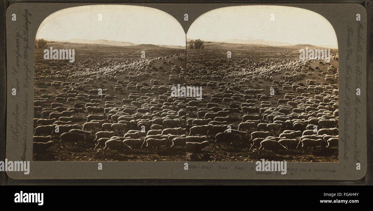This photograph by Keystone View Company depicts 3,000 sheep astray on ...