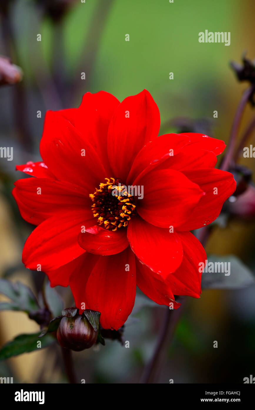 Dahlia Bishop of Llandaff red semi-double dahlias flower flowers bloom ...