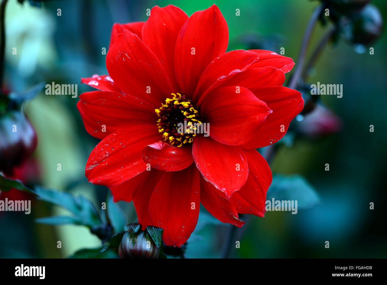 Dahlia Bishop of Llandaff red semi-double dahlias flower flowers bloom ...