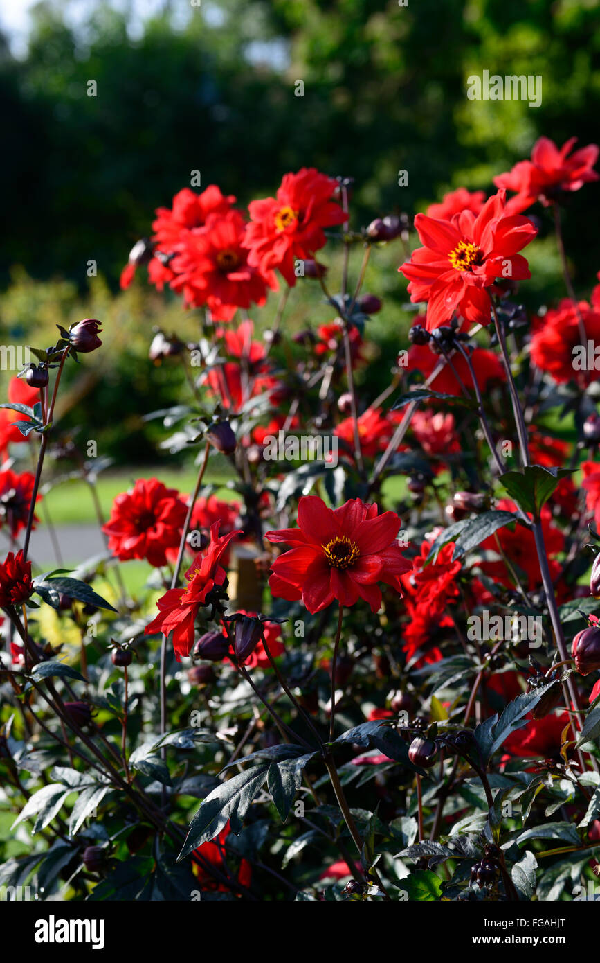 Dahlia Bishop of Llandaff red semi-double dahlias flower flowers bloom ...