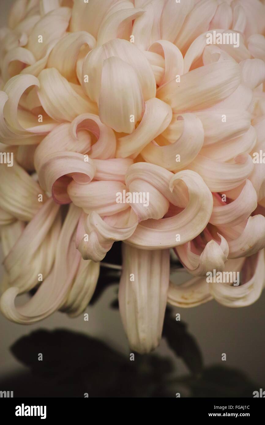 Curled up flower hi-res stock photography and images - Alamy