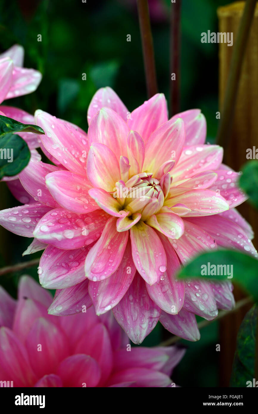 Dahlia ‘gerrie hoek’ hi-res stock photography and images - Alamy