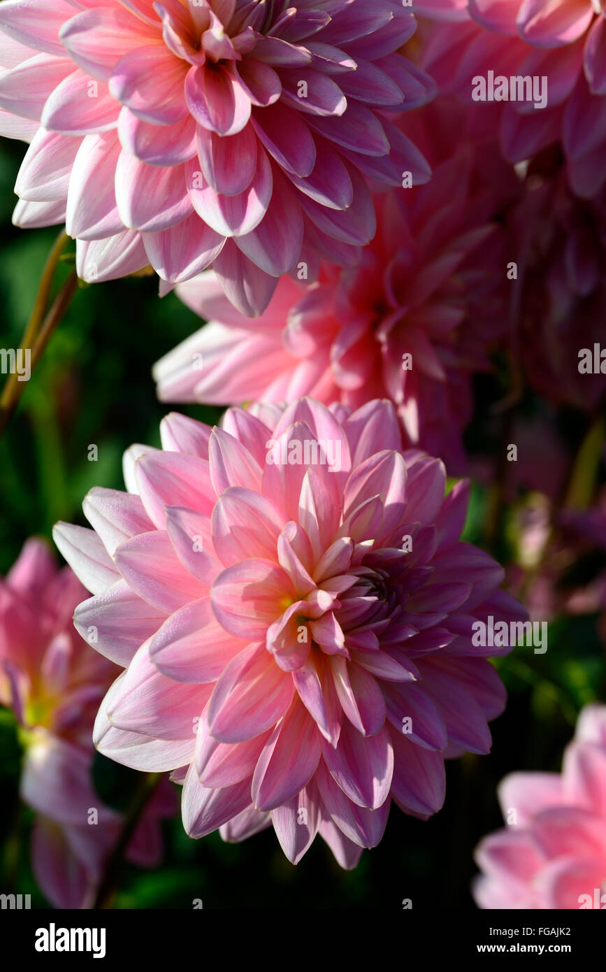 dahlia gerrie hoek pink waterlily dahlias flower flowers bloom blossom ...