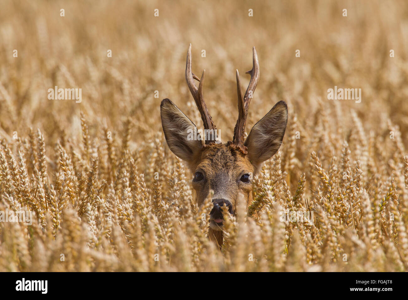 Roe Deer (Capreolus capreolus). Buck in ripe wheat field. Germany Stock ...