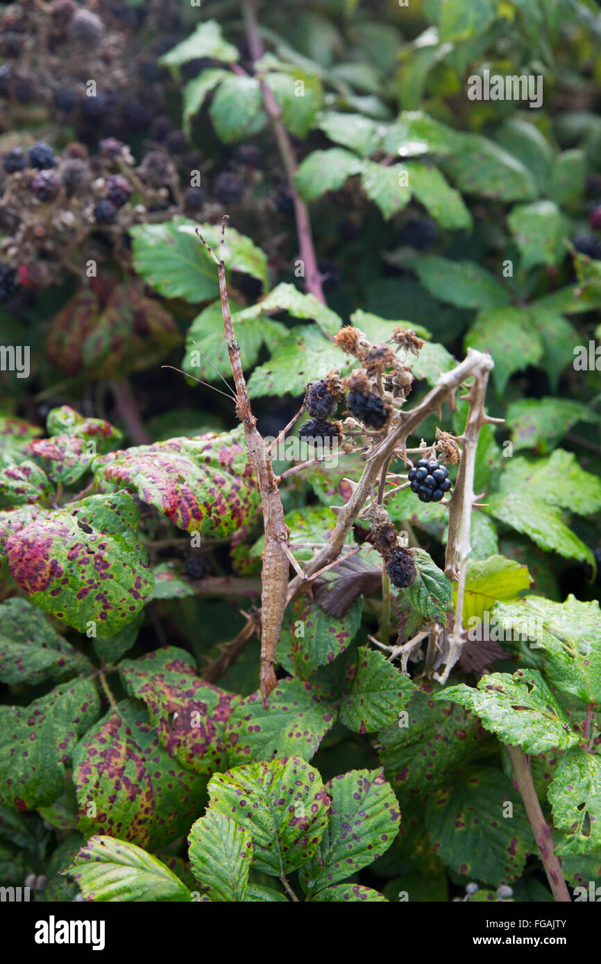 Prickly Stick Insect; Extatosoma tiaratum Single on Bramble Isles of ...