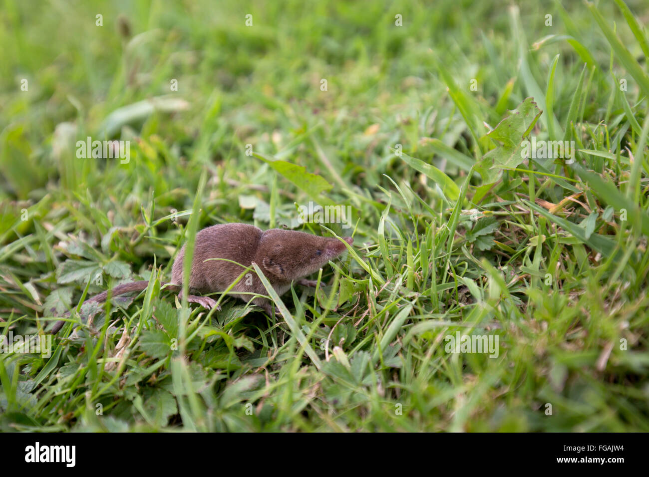 Pygmy shrew hi-res stock photography and images - Alamy