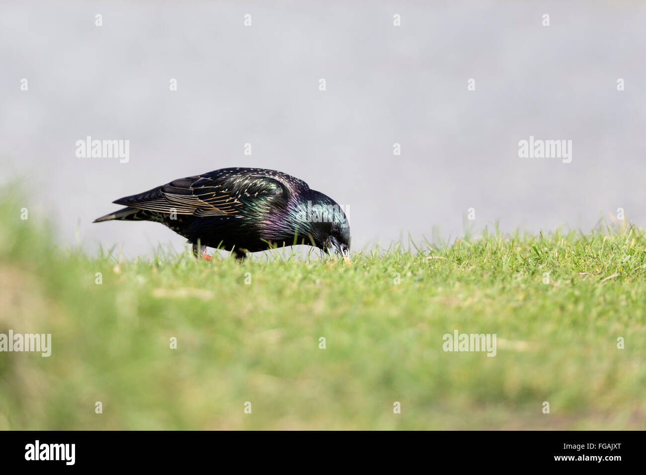 Male starling hi-res stock photography and images - Alamy