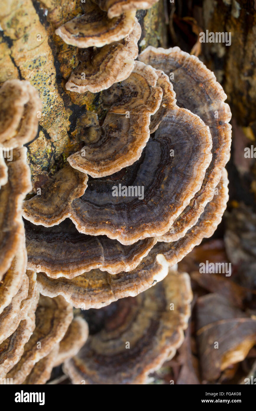 Turkey Tail Fungus; Trametes versicolor; Cornwall; UK Stock Photo - Alamy