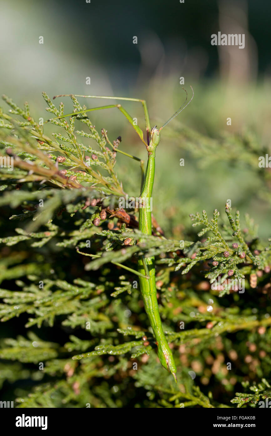 Unarmed Stick Insect; Acanthoxyla inermis Single Cornwall; UK Stock ...