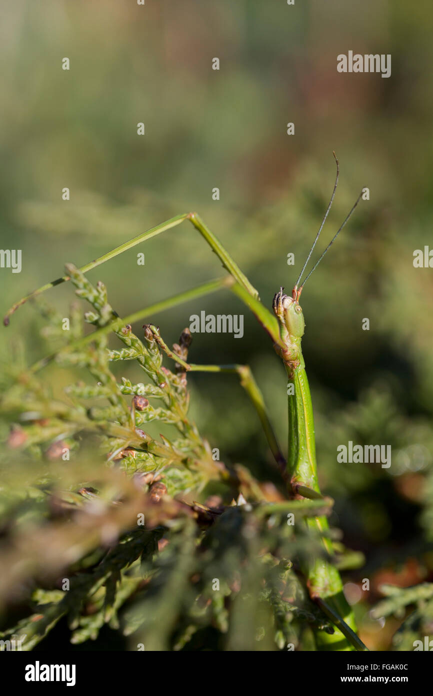 Unarmed Stick Insect; Acanthoxyla inermis Single; Head Cornwall; UK ...