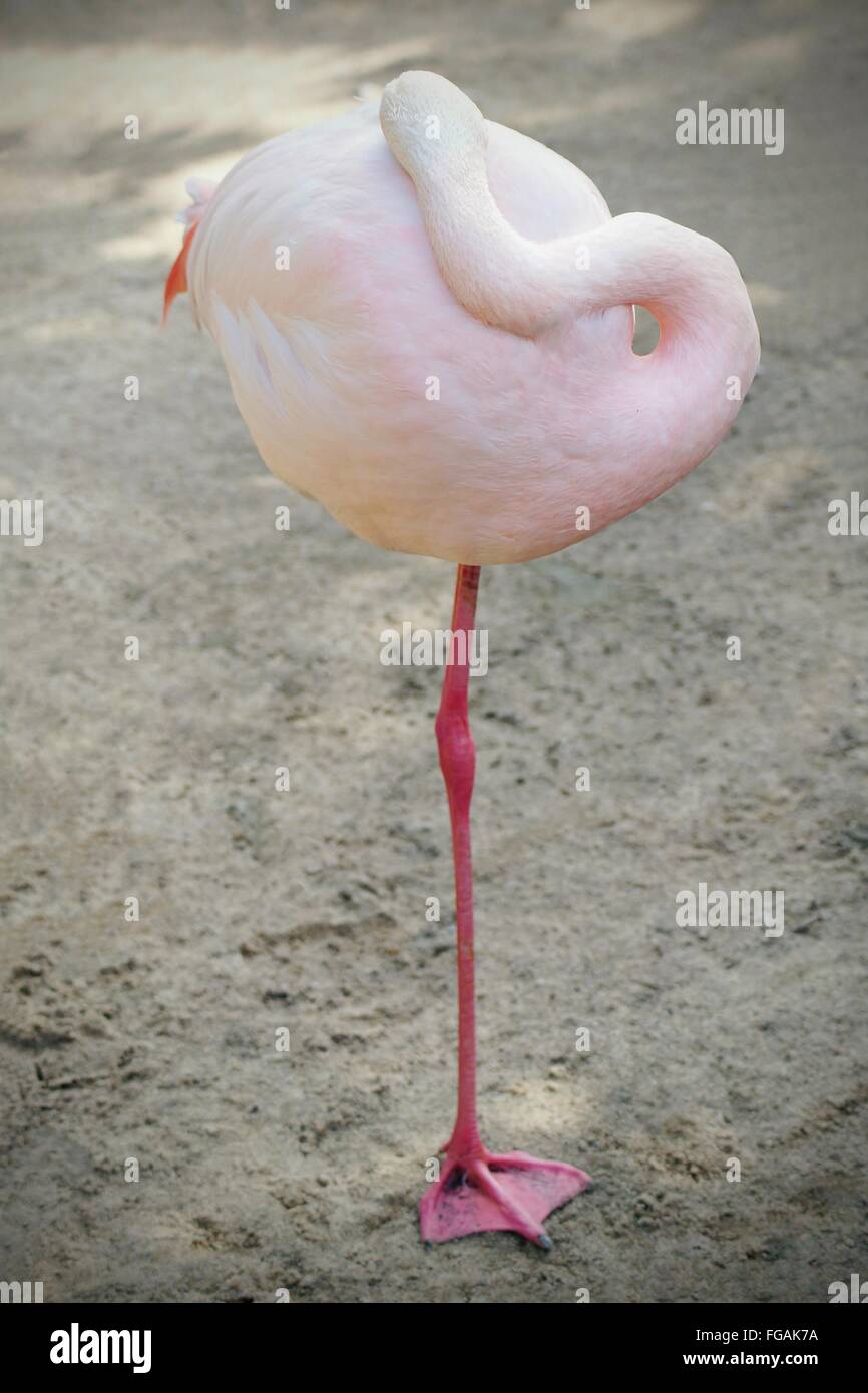 Flamingo on one leg hi-res stock photography and images - Alamy