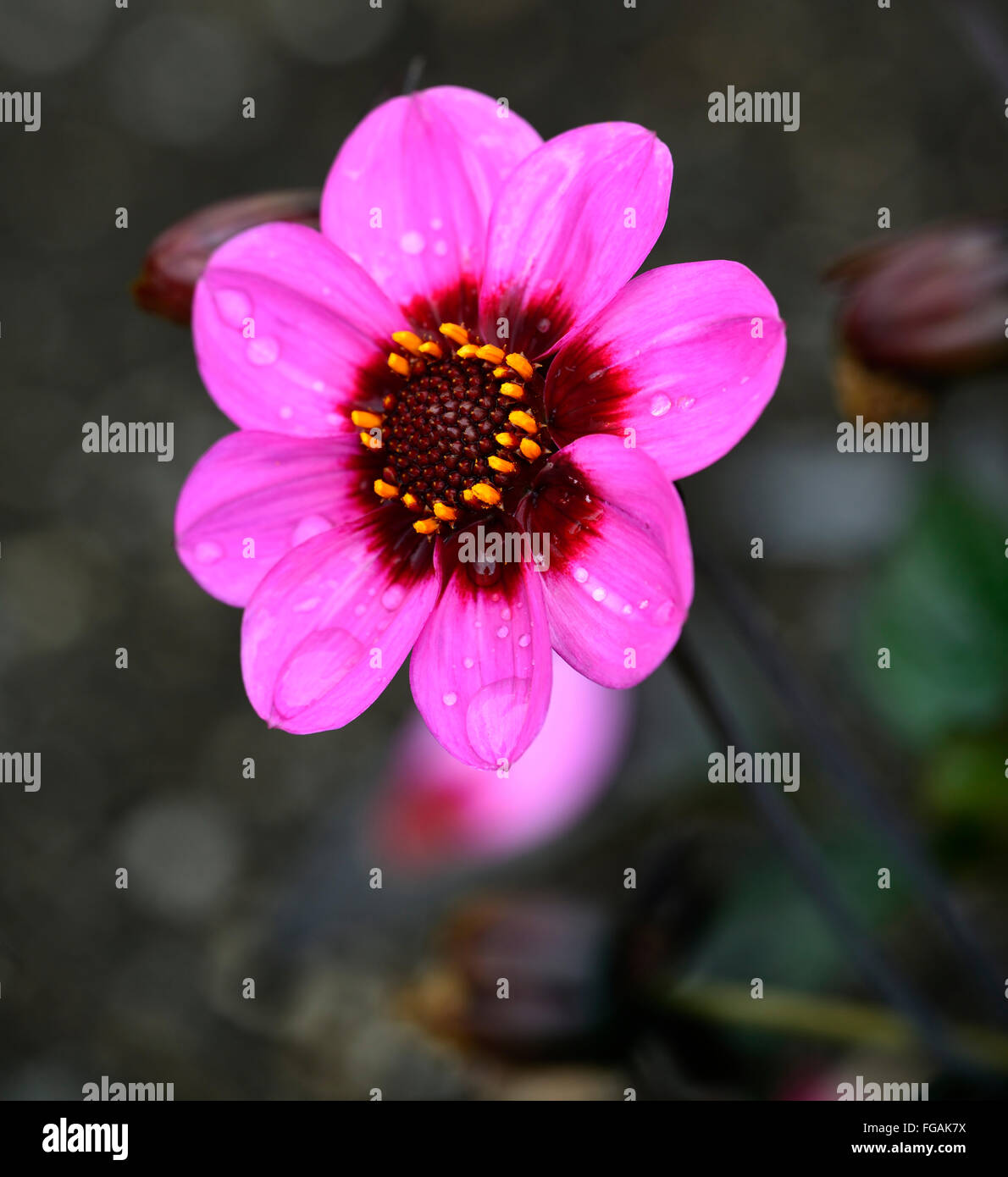 Dahlia happy single wink hi-res stock photography and images - Alamy