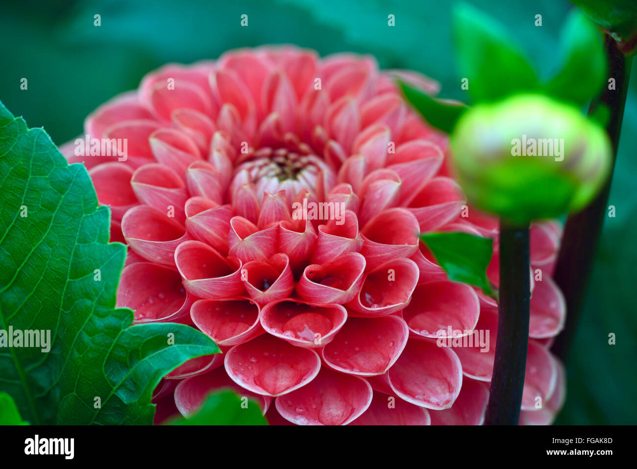 Ball Flowers High Resolution Stock Photography and Images - Alamy