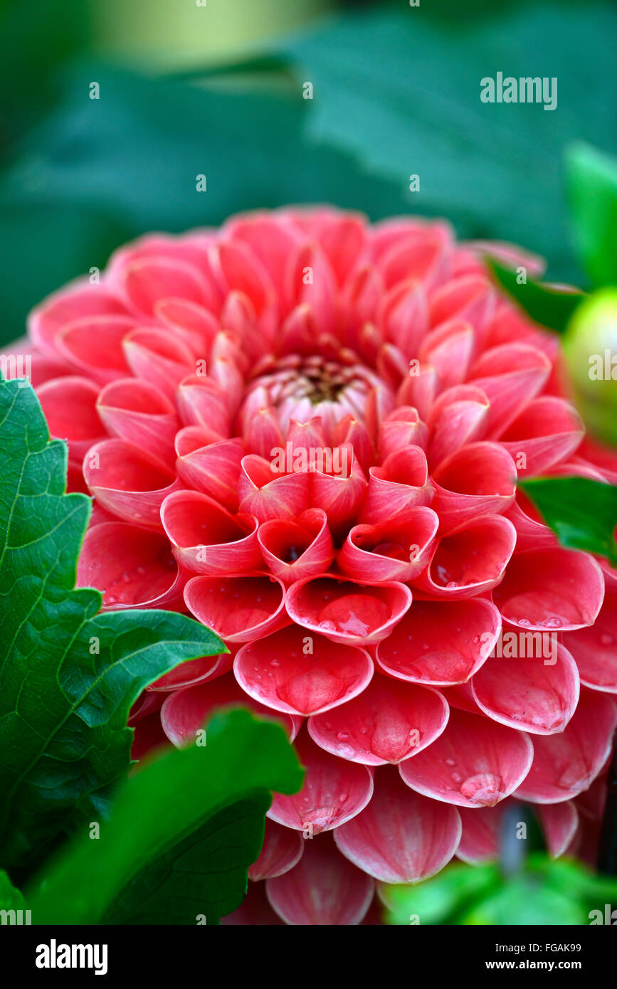 dahlia jomanda orange ball dahlias flower flowers bloom blossom ...