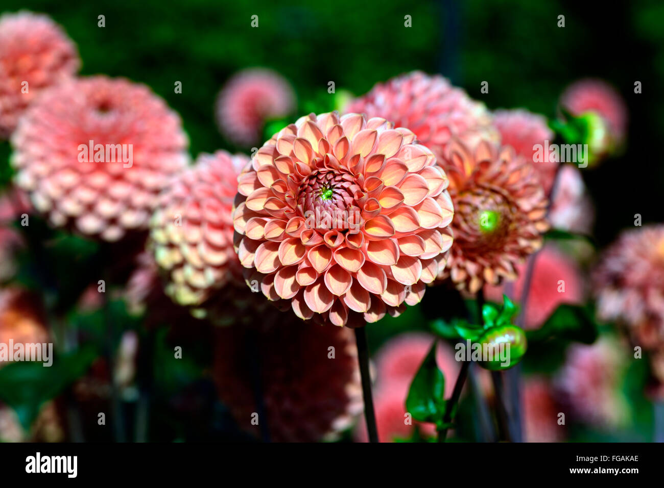 dahlia jomanda orange ball dahlias flower flowers bloom blossom ...