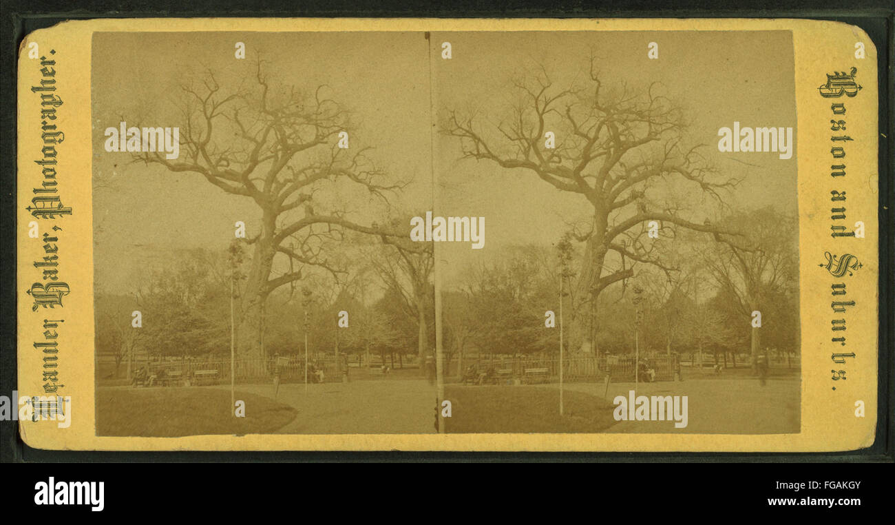 A photograph by Leander Baker showing an old elm tree, capturing the ...