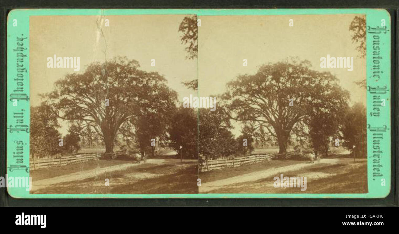This photograph by Julius Hall captures the majestic old elm tree in ...