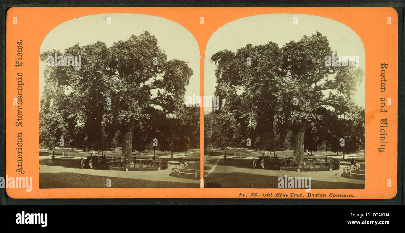 A photograph of the Old Elm tree in Boston Common, captured by Robert N ...