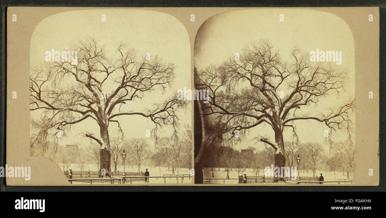 A photograph from the Robert N. Dennis collection showing an old elm ...