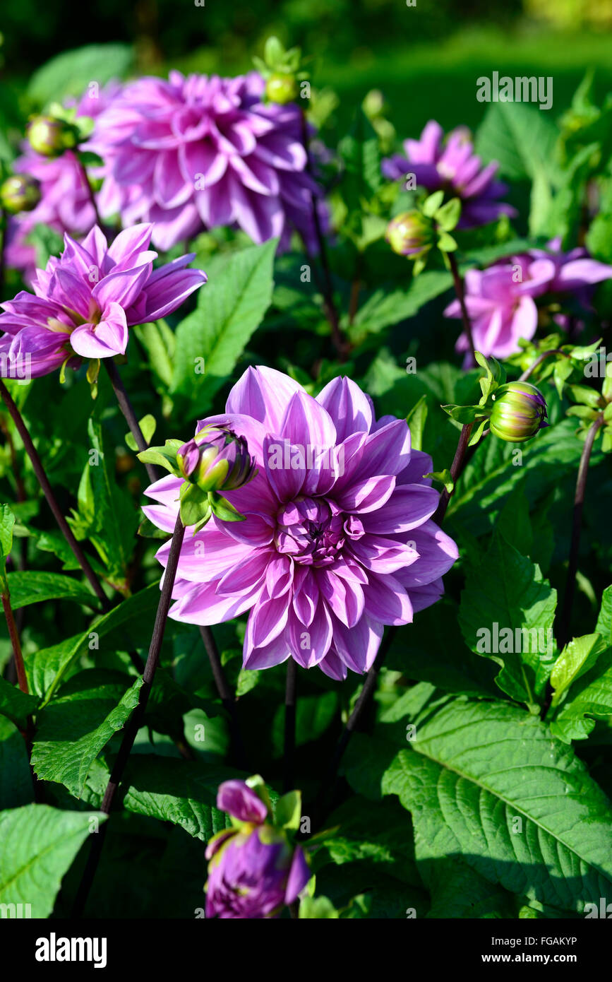 Lilac dahlia blossom dahlia hi-res stock photography and images - Alamy