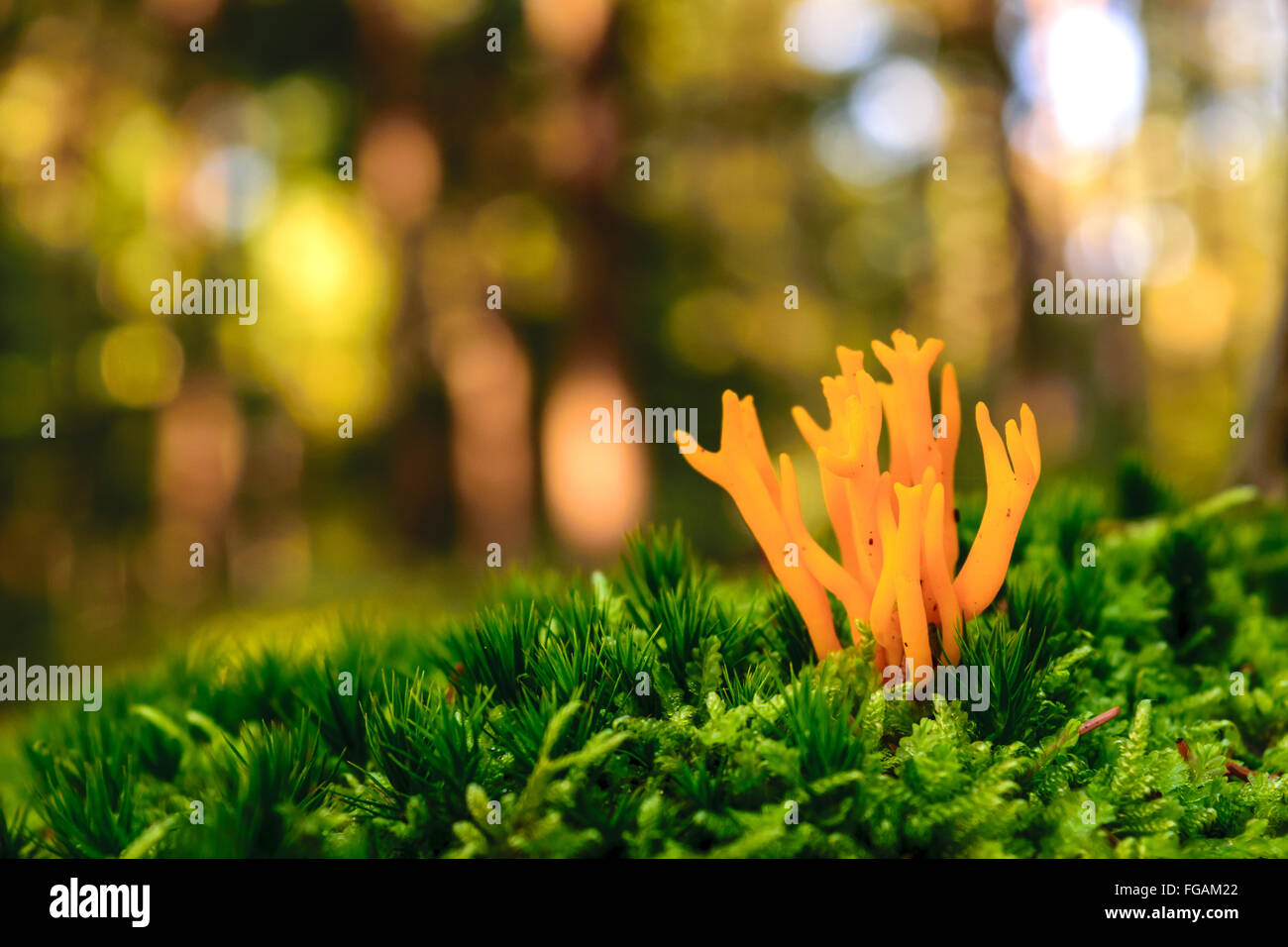Orange color fungus hi-res stock photography and images - Alamy