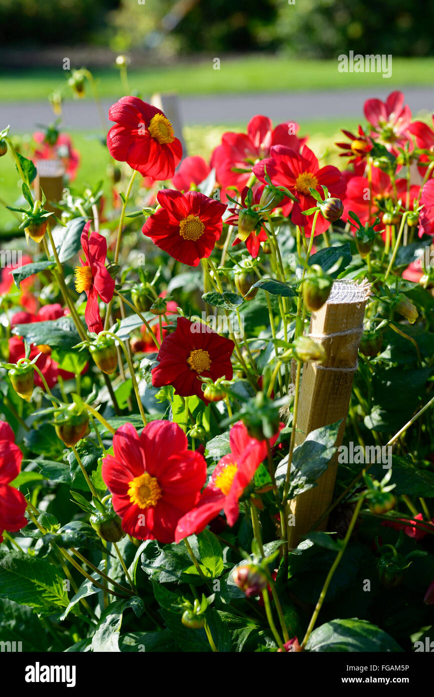 dahlia matt armour red yellow eye dahlias single flower flowers bloom ...