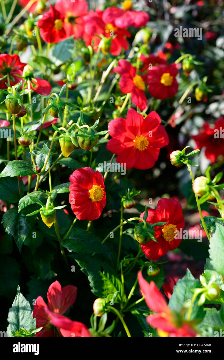 dahlia matt armour red yellow eye dahlias single flower flowers bloom ...
