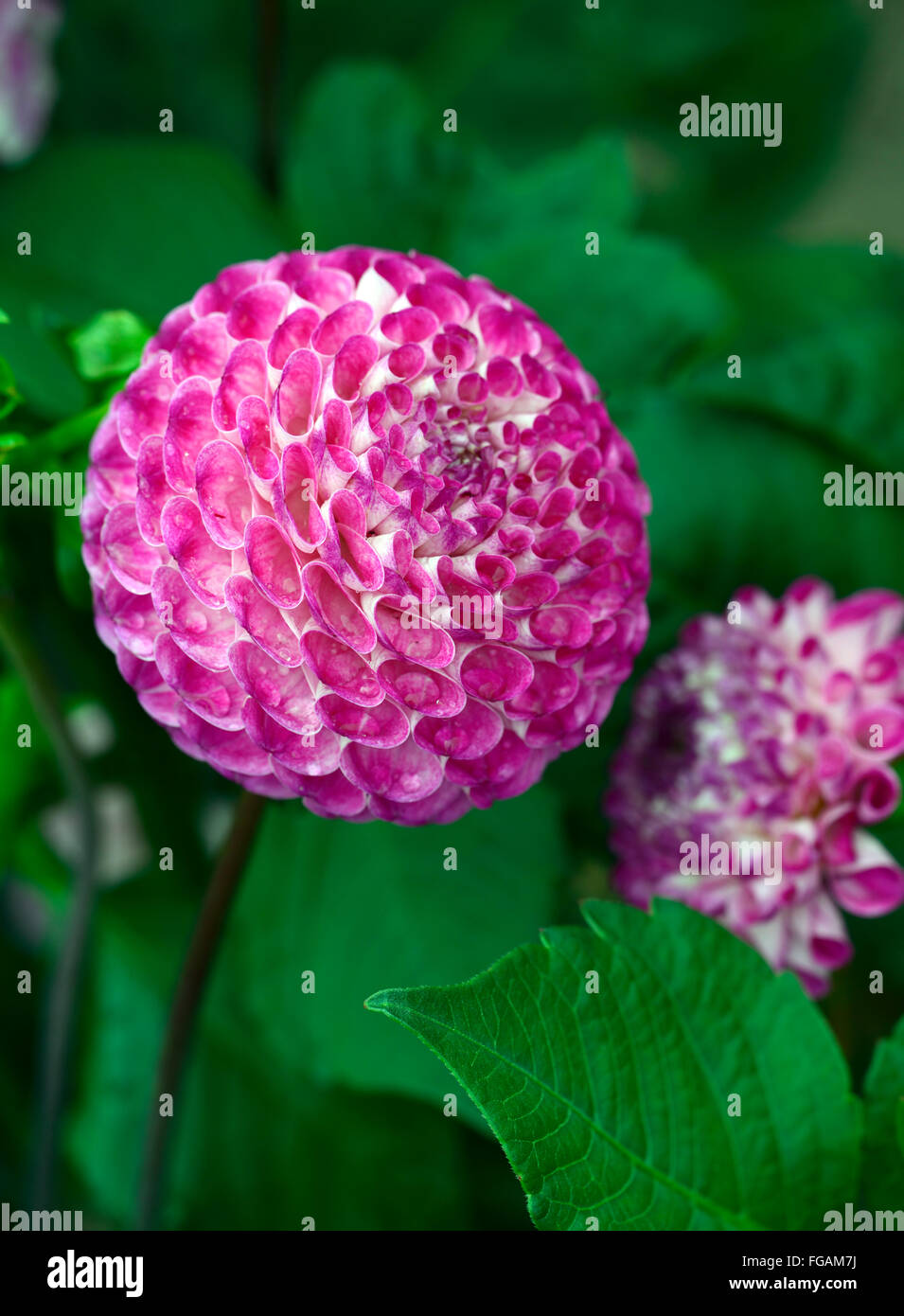 dahlia megan corrigan kearns pompom pink dahlias flower flowers bloom ...