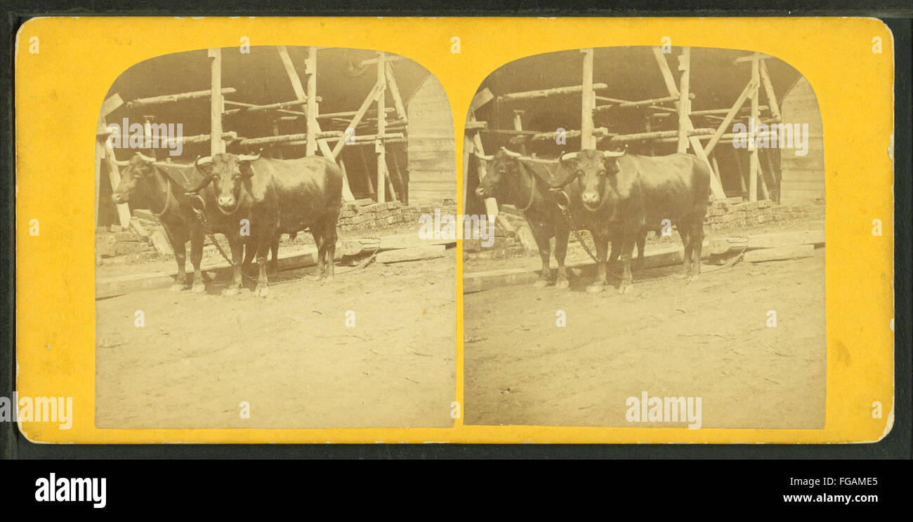 A stereoscopic view from the Robert N. Dennis collection showing oxen ...