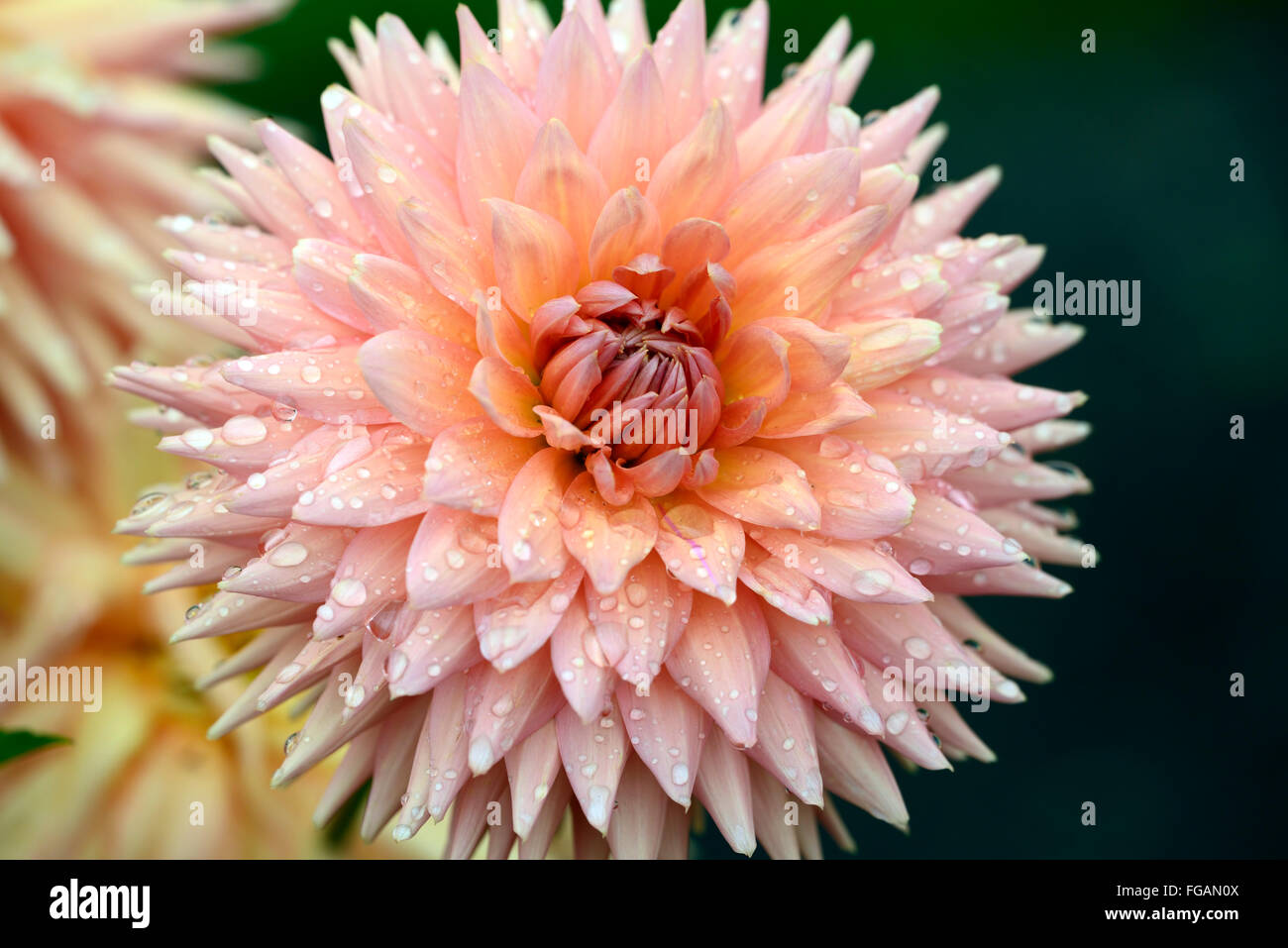 dahlia rodeo orange dinner plate dahlias flower flowers bloom blossom ...