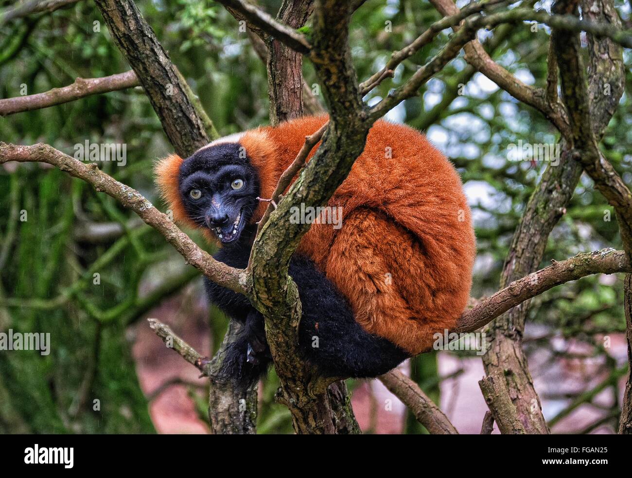 Lemur tree hi-res stock photography and images - Alamy