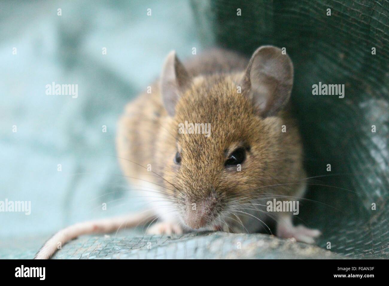 Rat eye hi-res stock photography and images - Alamy