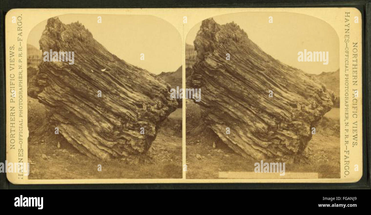 A photograph by F. Jay Haynes showing a large petrified stump ...