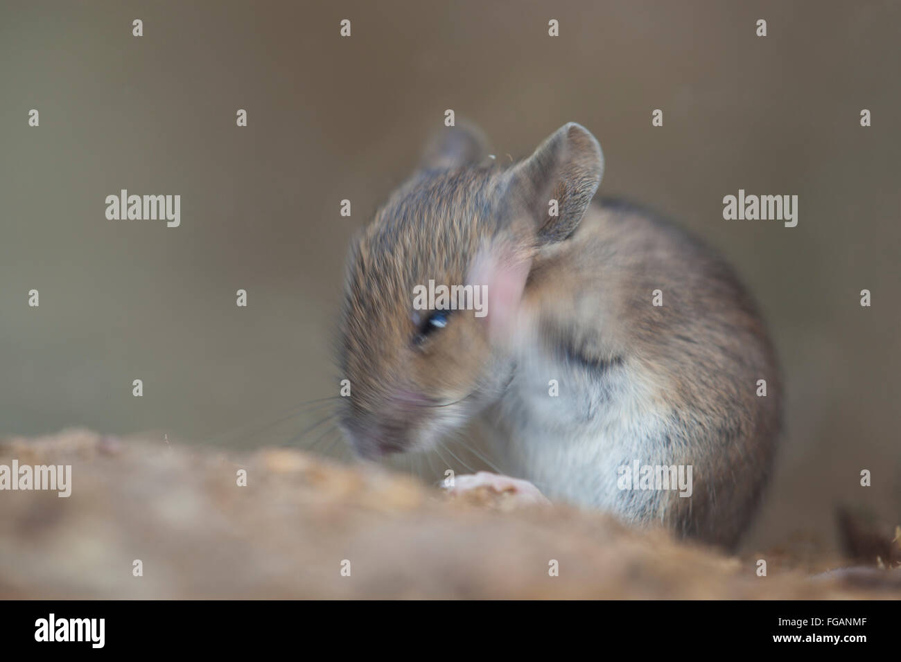 Mouse grooming hi-res stock photography and images - Alamy