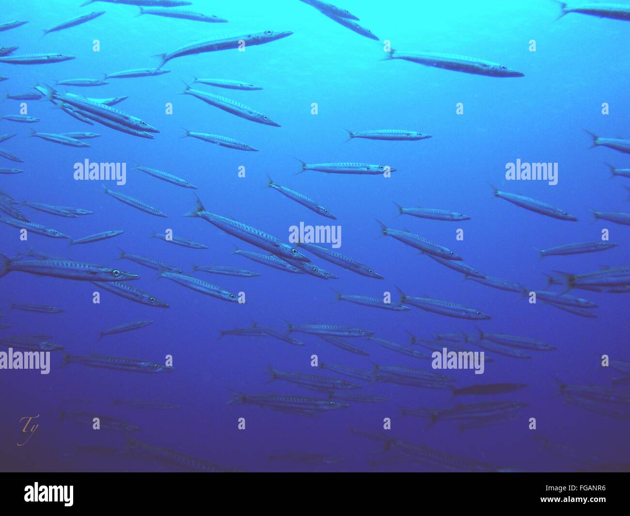 School Of Fish Swimming Undersea Stock Photo - Alamy