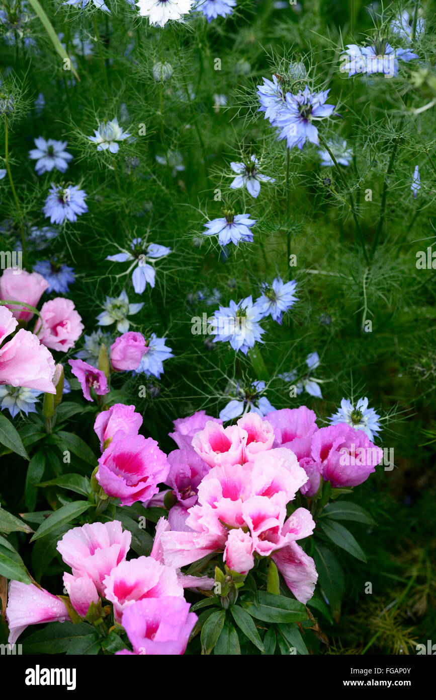 godetia dwarf double mixed pink flowers flowering bedding display blue ...