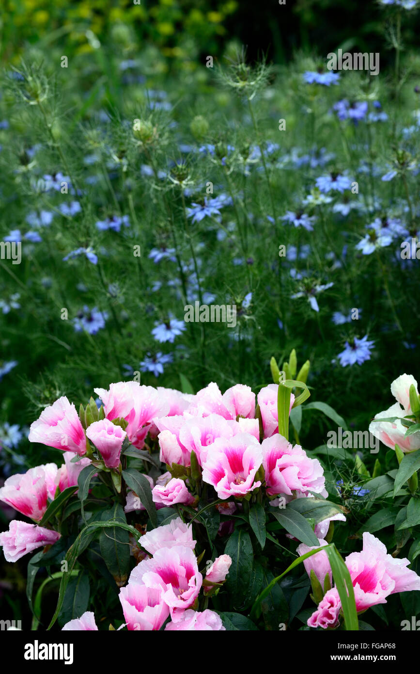 godetia dwarf double mixed pink flowers flowering bedding display blue ...