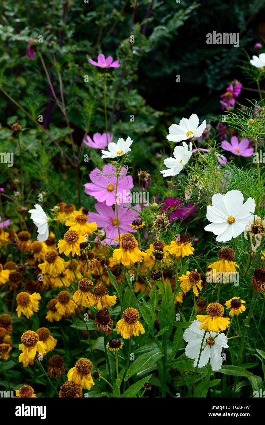 Helenium The Bishop Cosmos sensation mixed yellow pink white flower ...