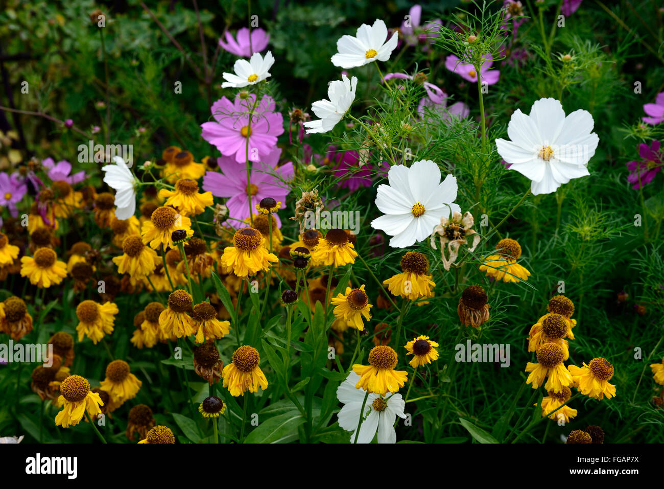 Helenium The Bishop High Resolution Stock Photography and Images - Alamy