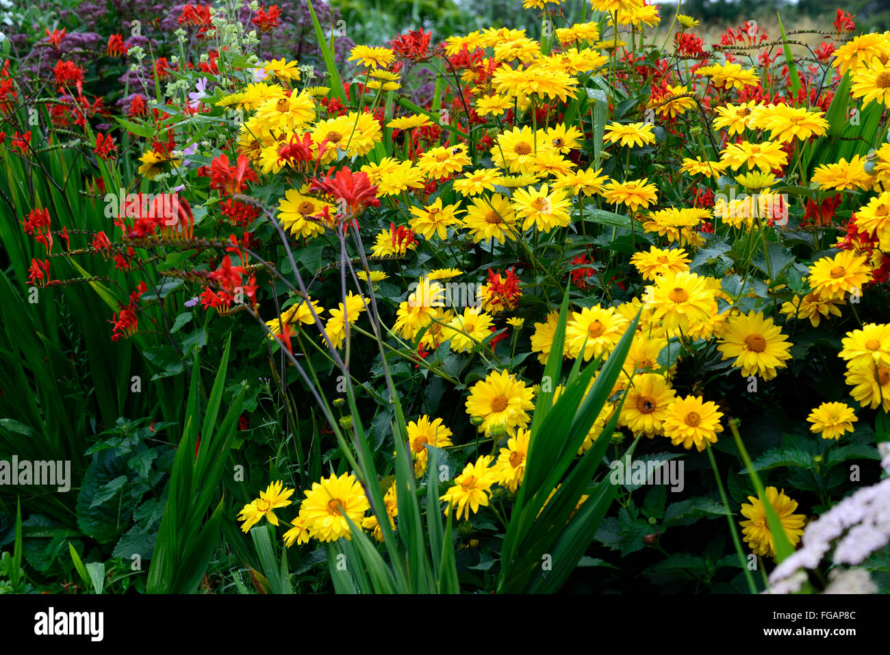 Heliopsis helianthoides False sunflower Crocosmia Lucifer red yellow ...