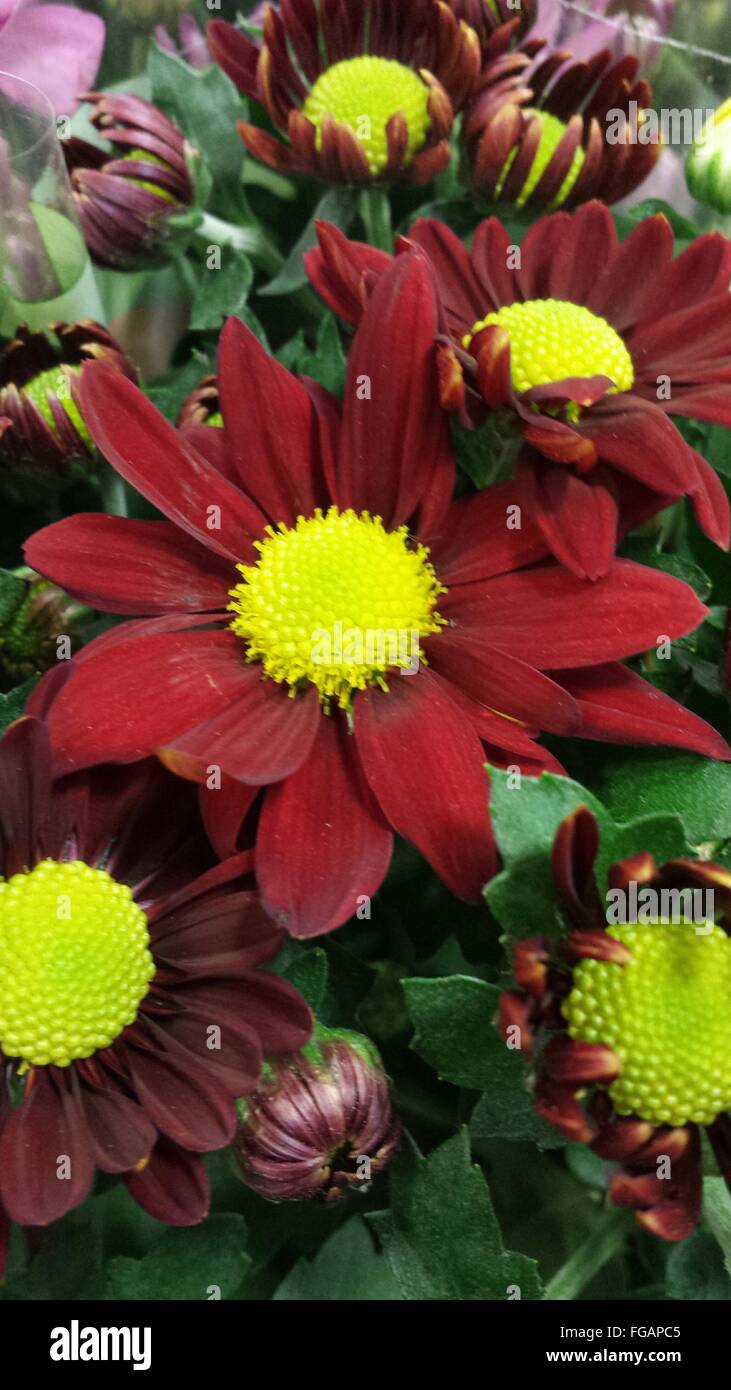 Maroon And Yellow Flowers Stock Photos & Maroon And Yellow Flowers ...