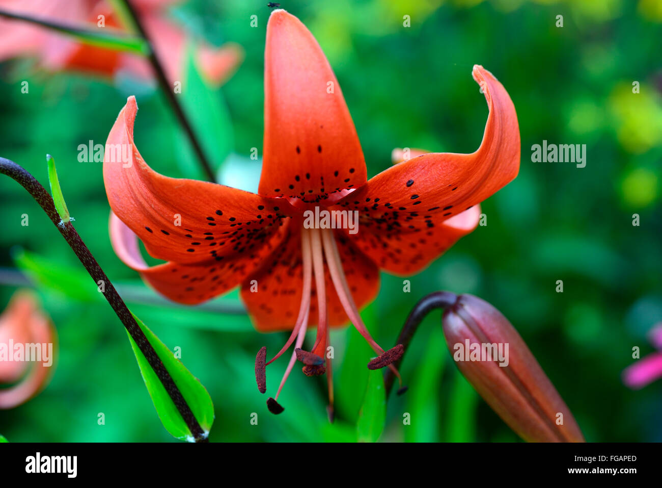 lilium hiawatha asiatic lily red orange spotted flower flowers ...