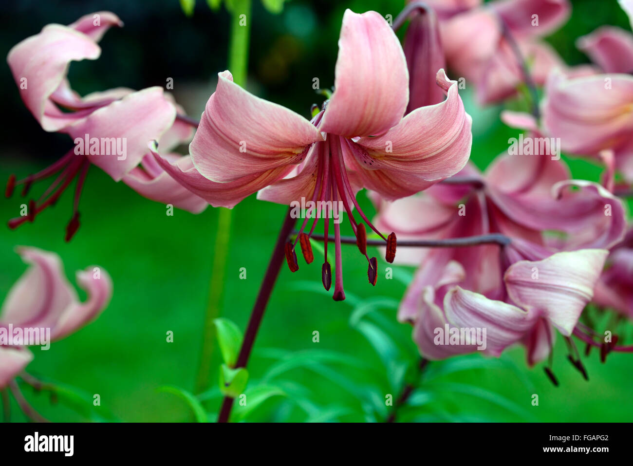Downward Facing Flowers High Resolution Stock Photography and Images ...