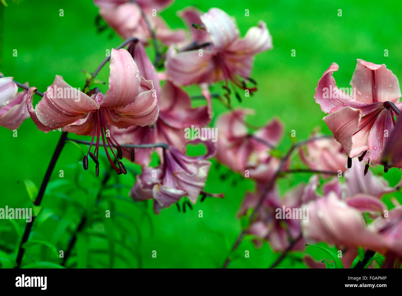 lilium pink flavour Asiatic Lilies lily downward facing flowers sunset ...