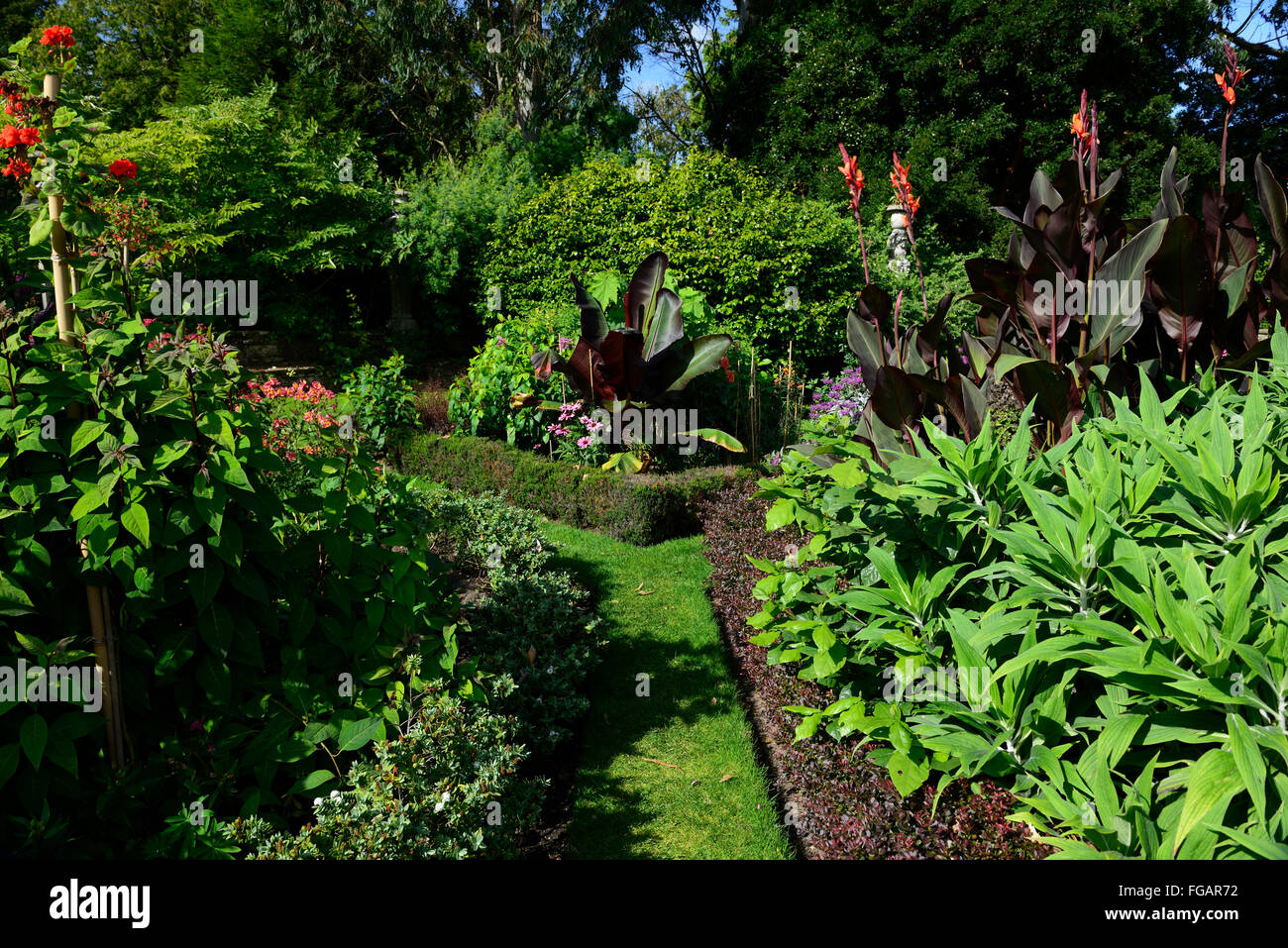 Abyssinia banana Musa ensete ventricosum canna lilies tropical border ...