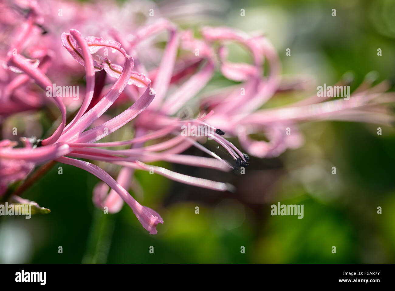 Pink flowering nerine hi-res stock photography and images - Alamy