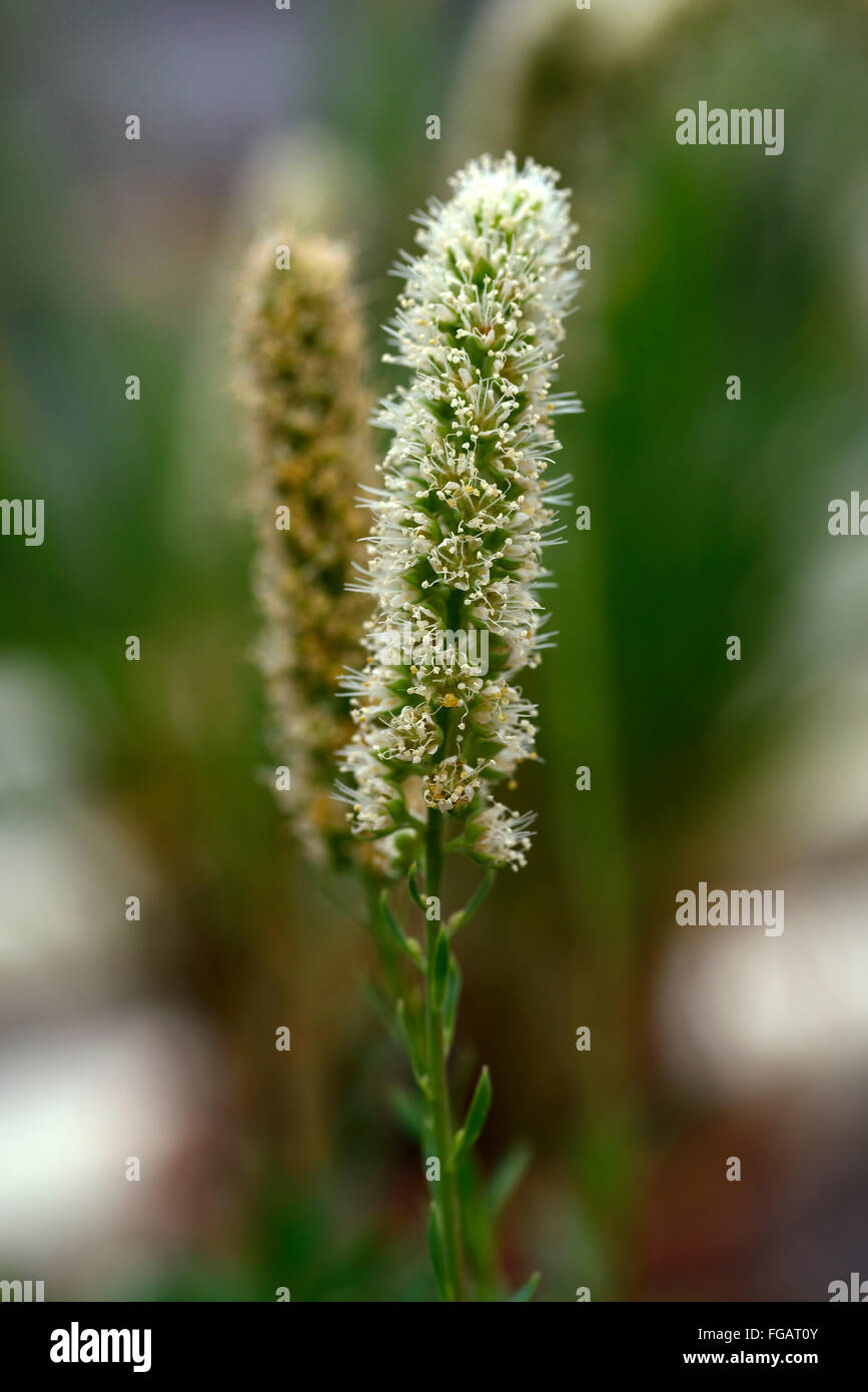 petrophytum cinerascens halfshrub Chelan rockmat rock spiraea flower ...