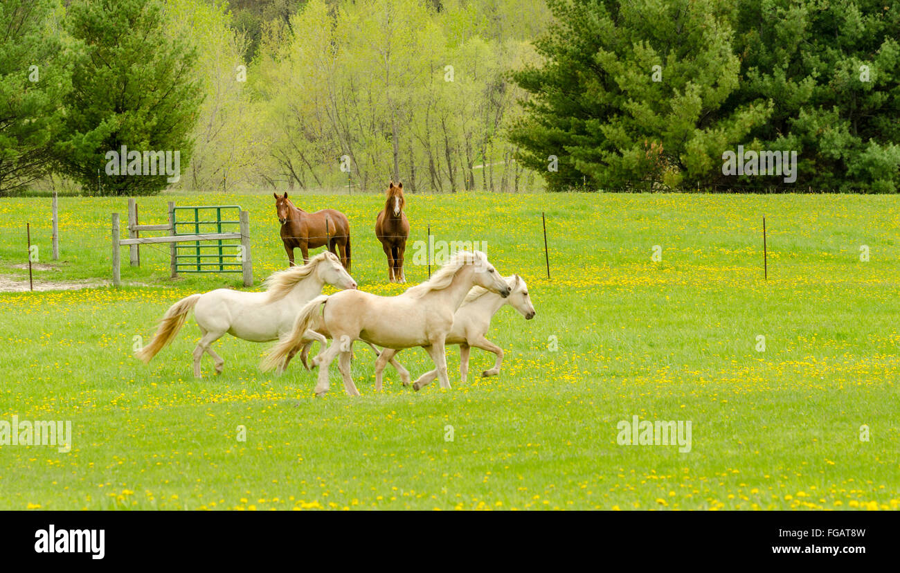 White Morgan horses running in a field Stock Photo - Alamy