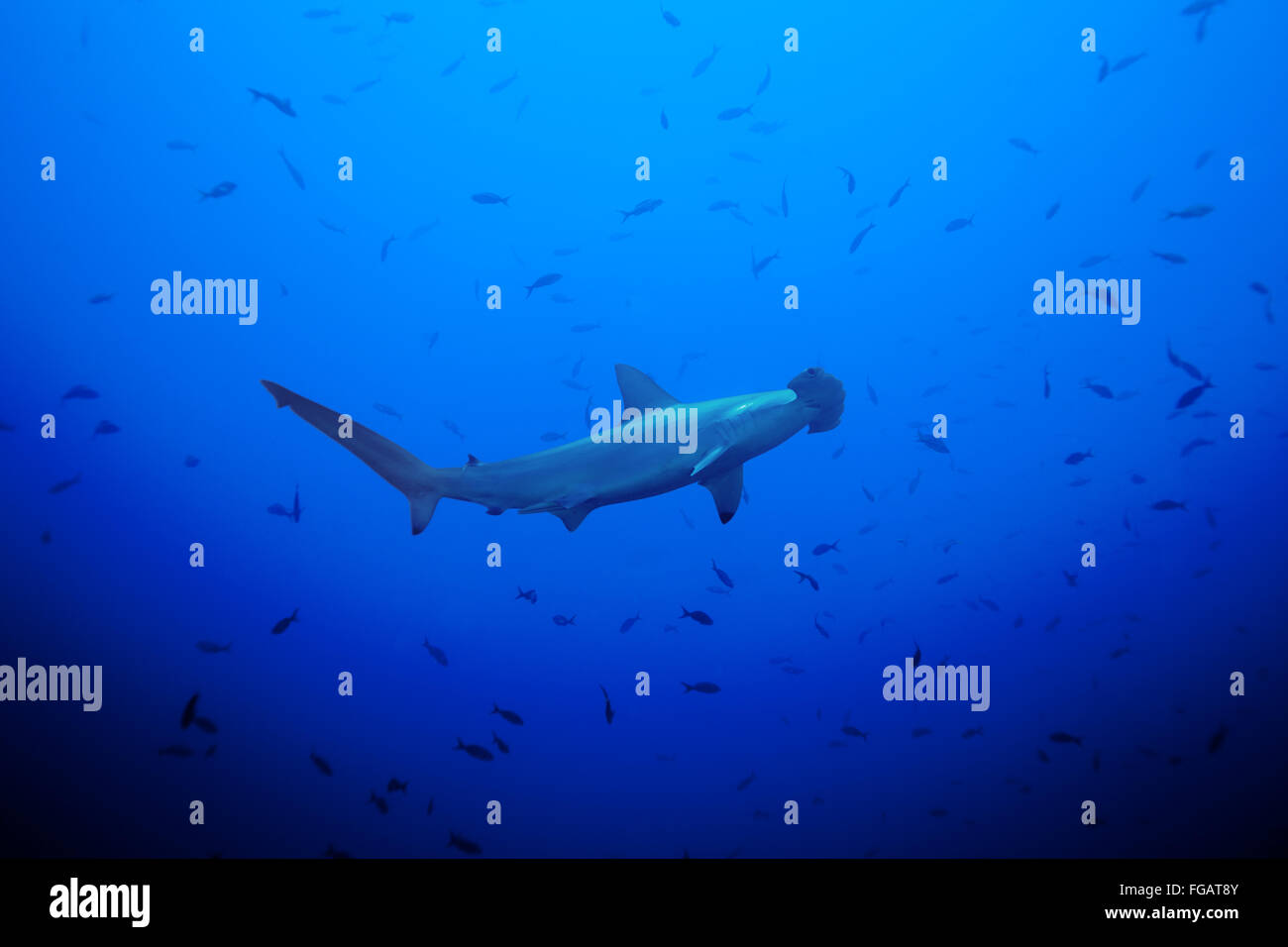 Hammerhead shark in the large school of small fish Stock Photo - Alamy